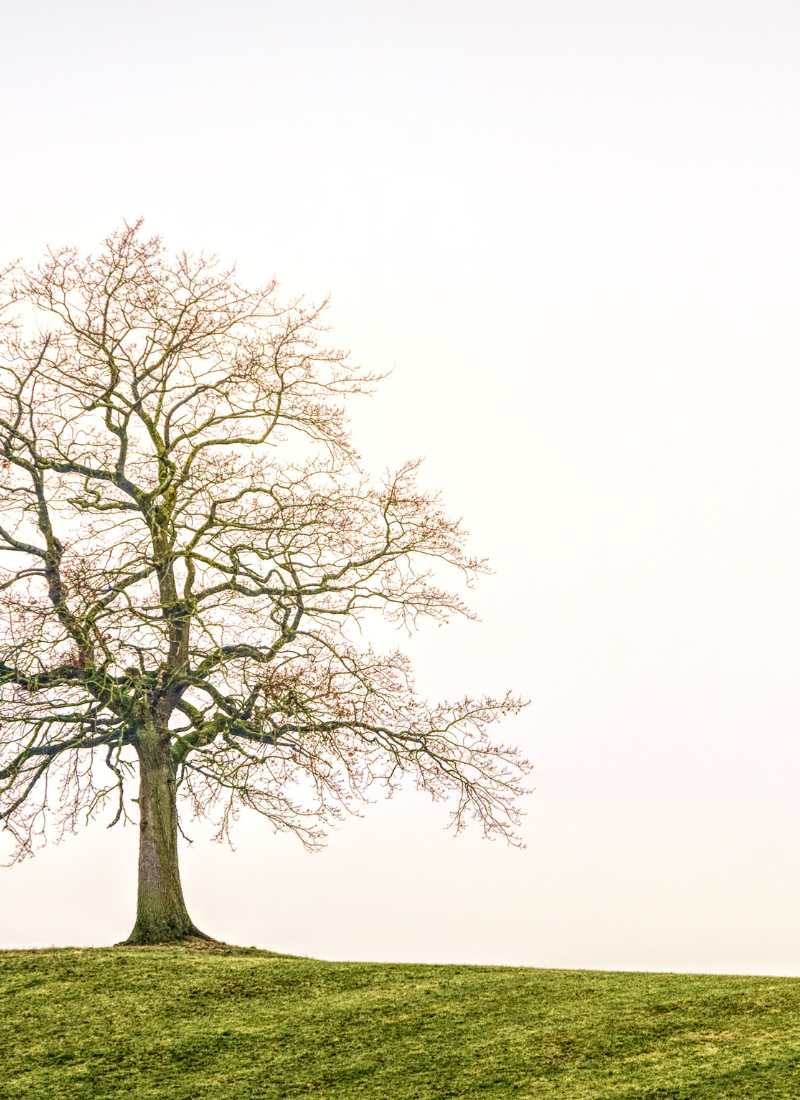 7 Most Popular Hardwood Species With Pictures - Garrison Collection