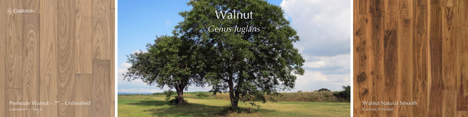 7 Most Popular Hardwood Species With Pictures - Garrison Collection