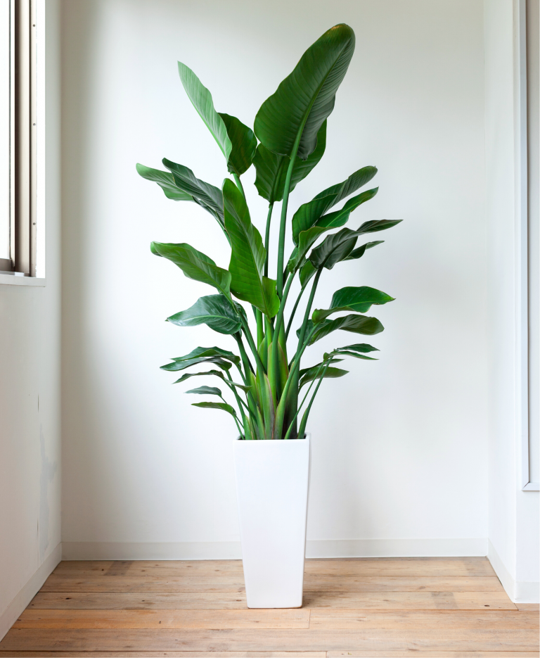 Your Guide to Houseplants and Hardwood Flooring - Garrison Collection