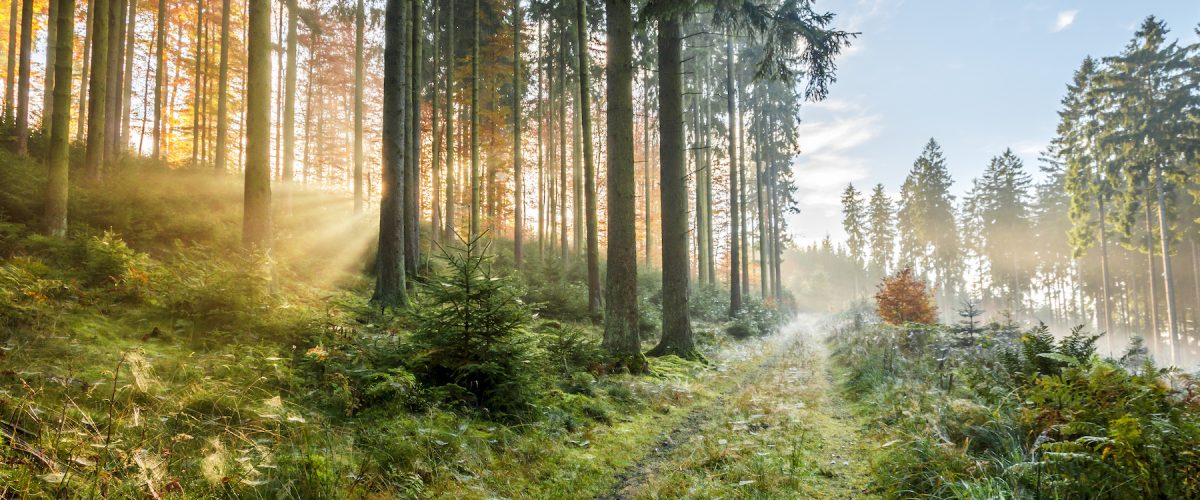 LVT Carr Oak - Garrison Collection Products