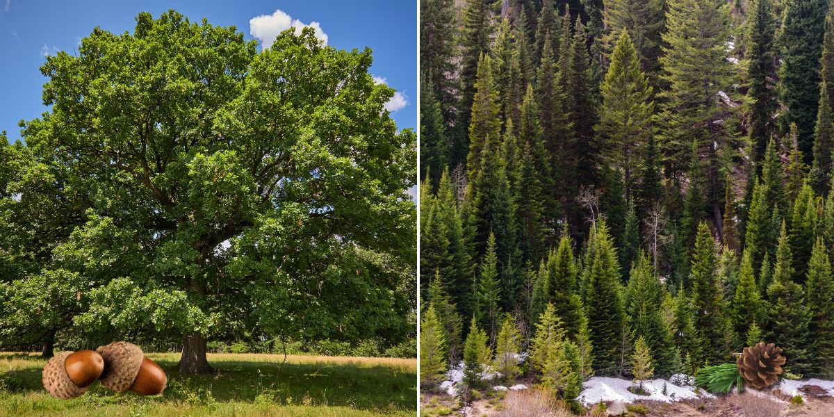 Hardwood vs Softwood - What's the Difference? - Garrison Collection